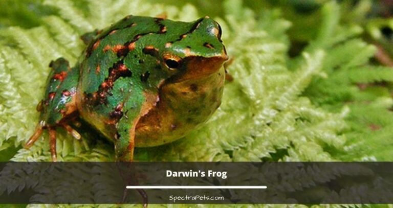 24 Most Popular Small Pet Frogs That Stay Small