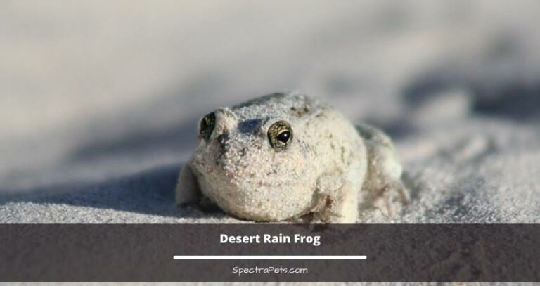 24 Most Popular Small Pet Frogs That Stay Small