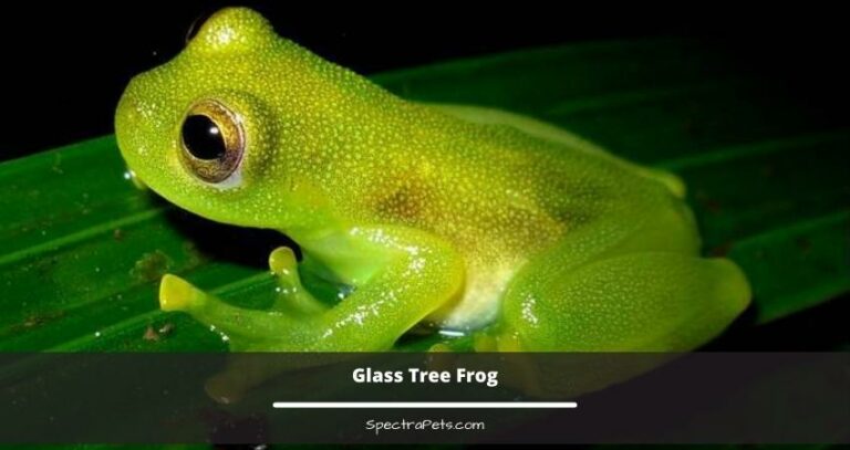 24 Most Popular Small Pet Frogs That Stay Small