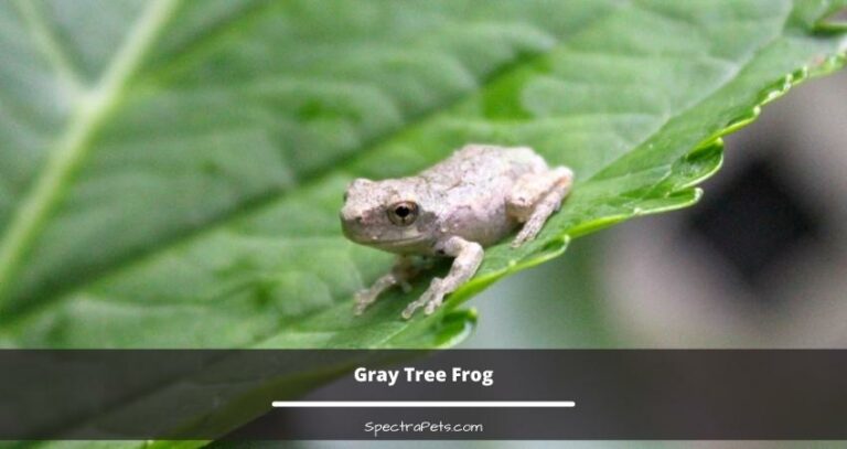 11 Best Pet Tree Frogs That Are Perfect For Beginners