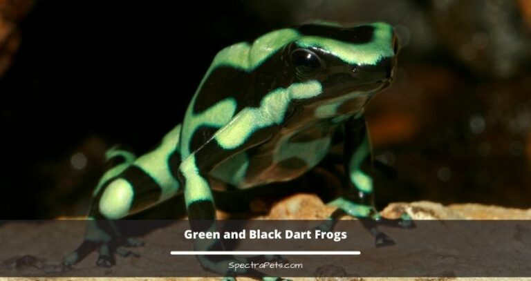 24 Most Popular Small Pet Frogs That Stay Small