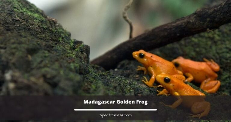 24 Most Popular Small Pet Frogs That Stay Small