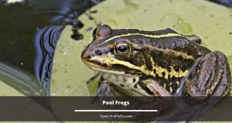 24 Most Popular Small Pet Frogs That Stay Small
