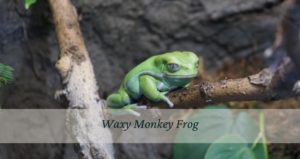 24 Most Popular Small Pet Frogs That Stay Small