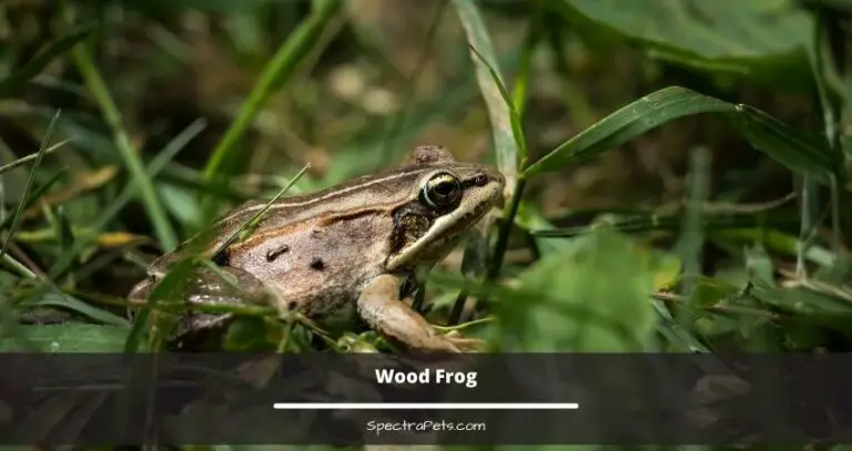 24 Most Popular Small Pet Frogs That Stay Small