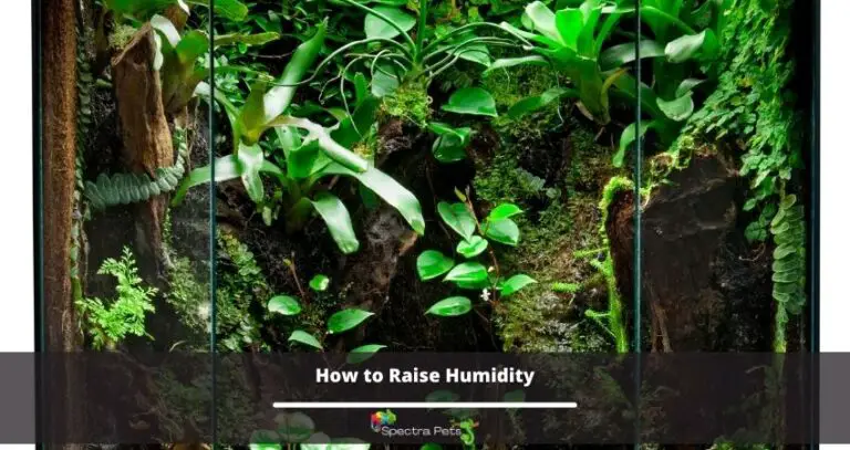Humidity Requirements For Pacman Frogs: [How To Achieve It?]