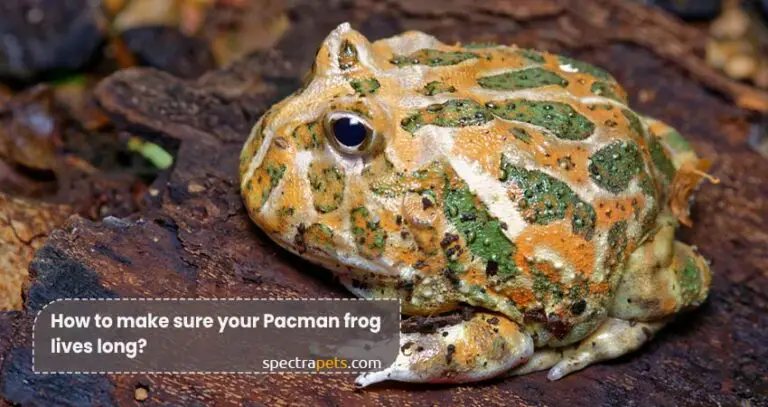 10 Signs Of A Dying Pacman Frog: [What Can You Do About It?]