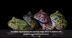 Humidity Requirements For Pacman Frogs: [How To Achieve It?]