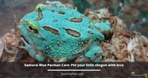 Samurai Blue Pacman Care: Pet your little shogun with love – Spectra Pets