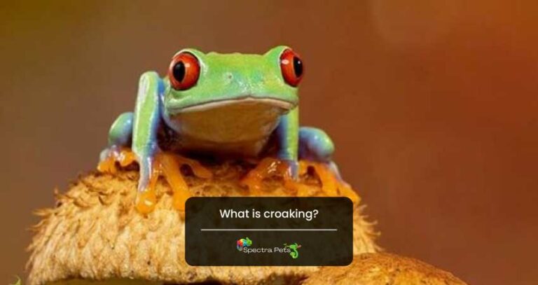 Pet Green Tree Frogs Croaking: [Possible Reasons & Solution]