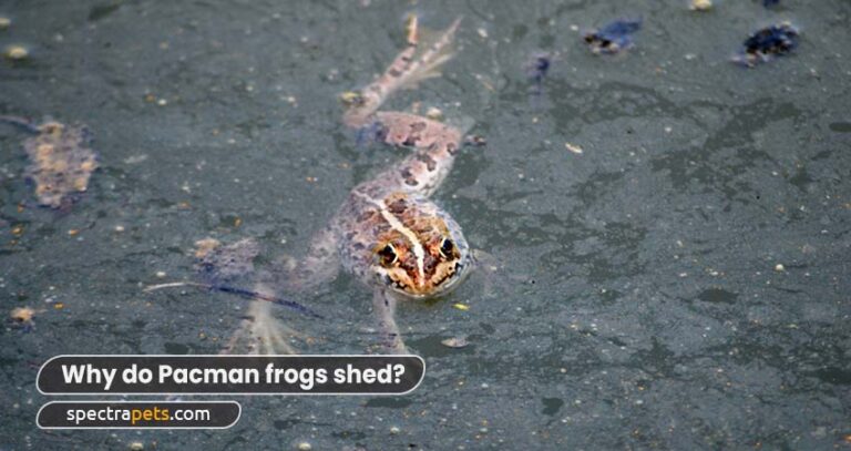 Do Pacman frogs shed? Why and How? – Spectra Pets
