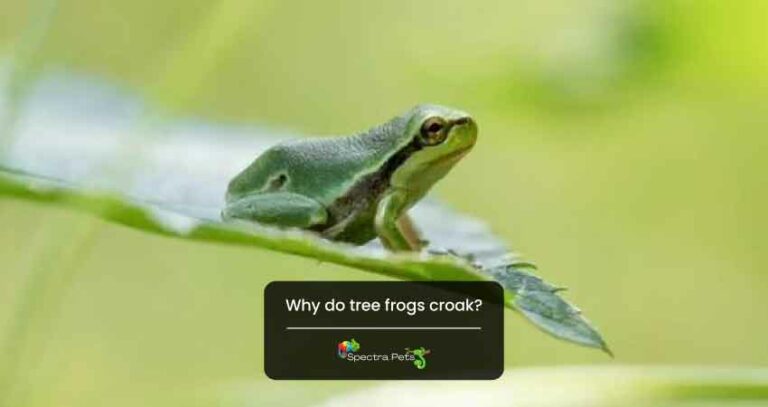 Pet Green Tree Frogs Croaking: [Possible Reasons & Solution]