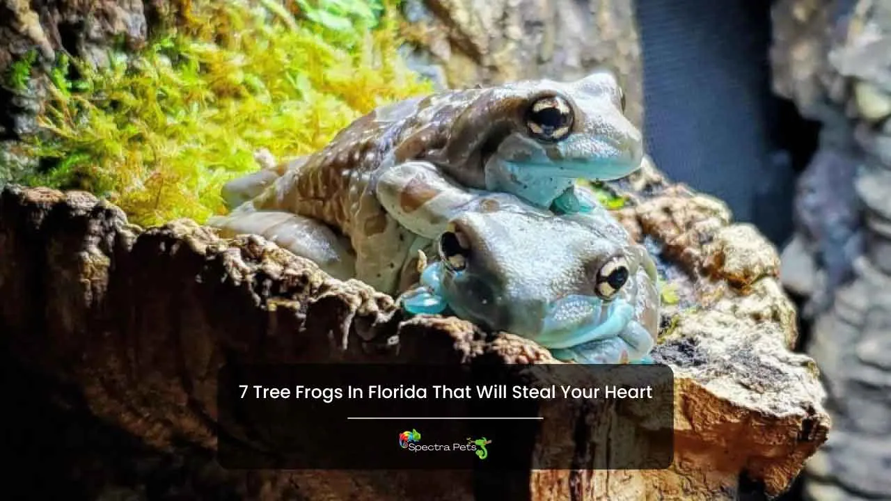 7 Tree Frogs In Florida That Will Steal Your Heart