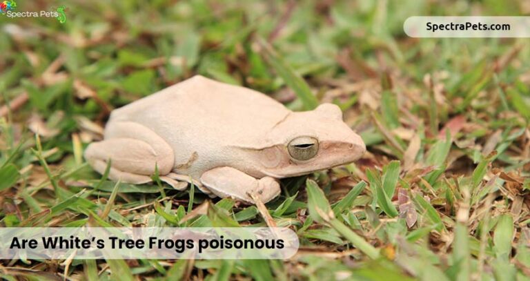 Are White’s Tree Frogs Poisonous?