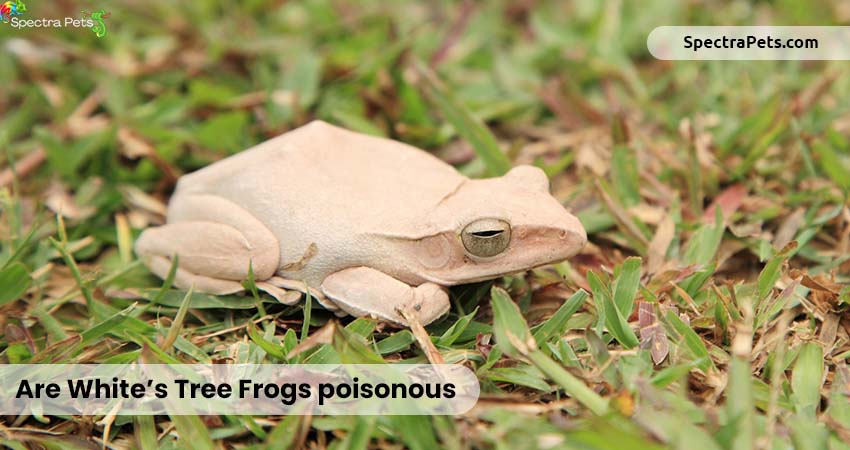 Are White’s Tree Frogs Poisonous?