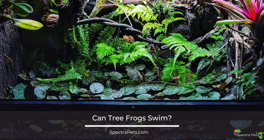 Can Tree Frogs Swim?