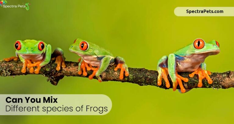 What Tree Frogs Can Live Together?