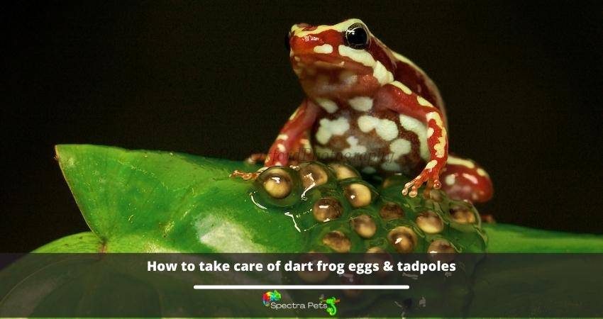 How To Take Care Of Dart Frog Eggs & Tadpoles: Step-by-step