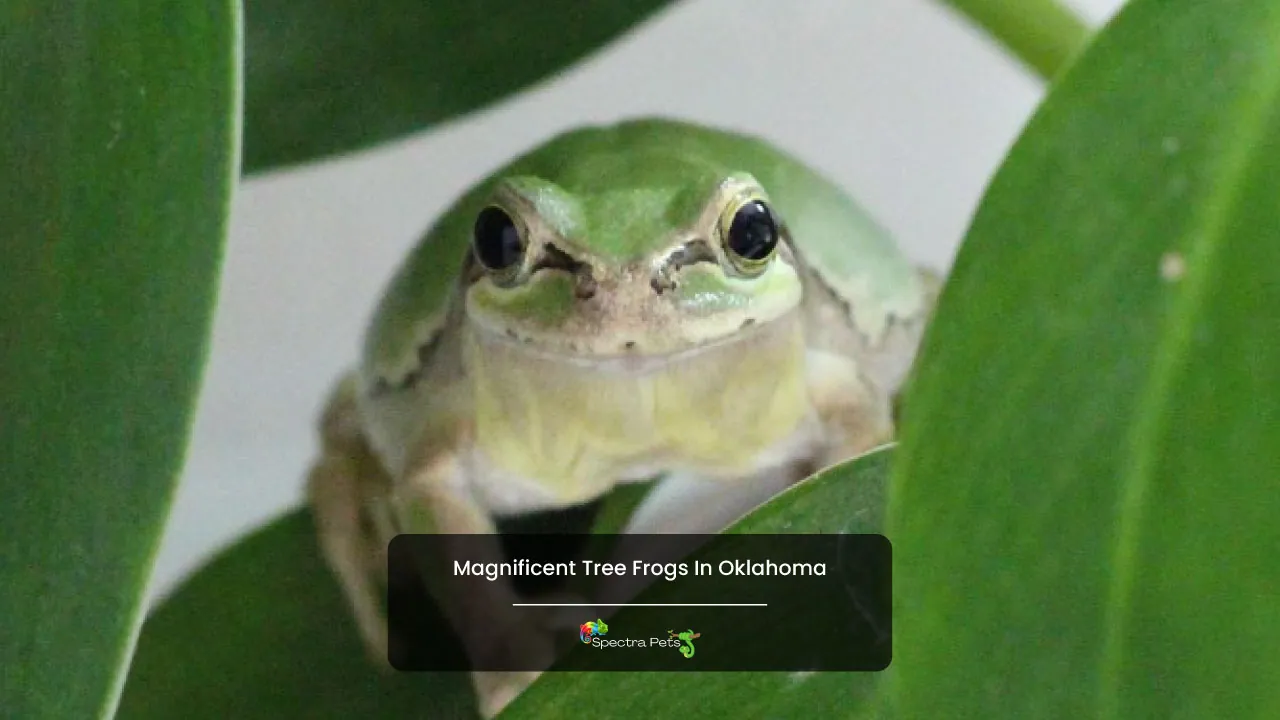 13 Magnificent Tree Frogs In Oklahoma
