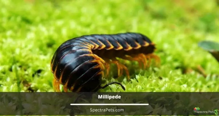 Can You Keep Millipedes With Dart Frog: Is It Possible?