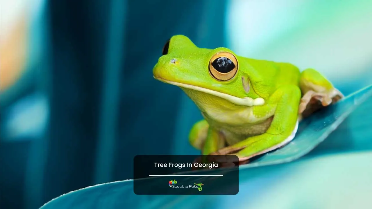 Tree Frogs In Georgia