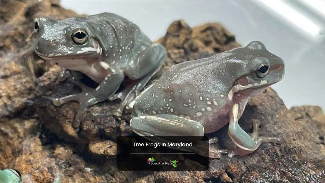 Tree Frogs In Maryland