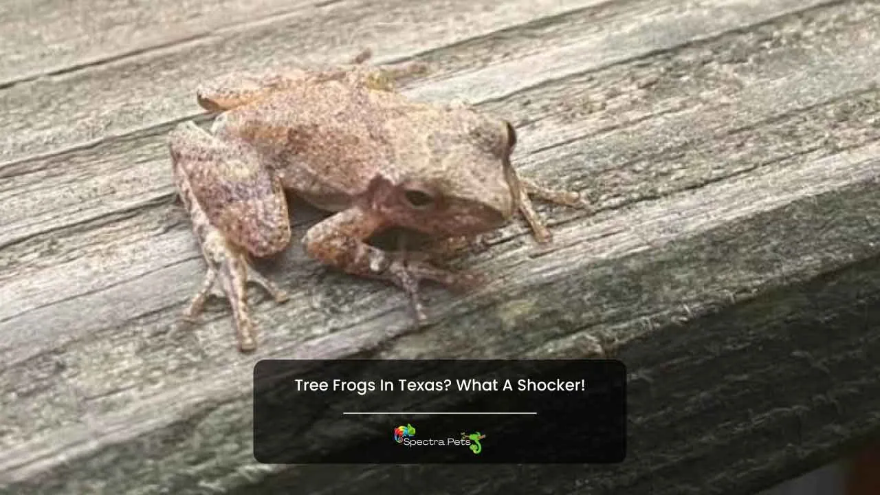 Tree Frogs In Texas? What A Shocker!