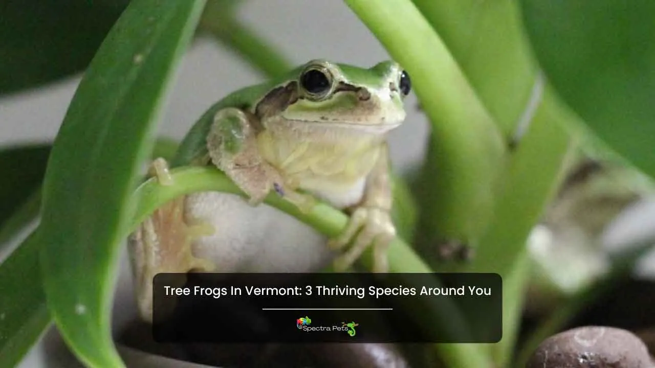 Tree Frogs In Vermont: 3 Thriving Species Around You