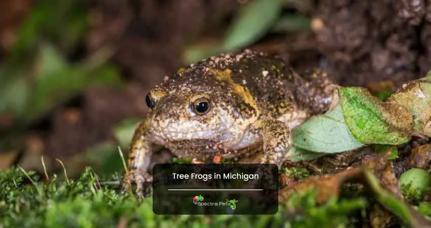 Tree Frogs In Michigan