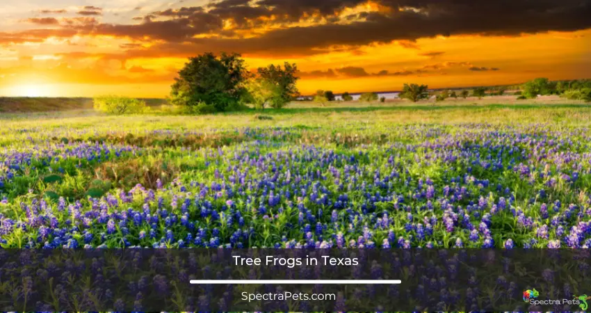 Tree Frogs In Texas? What A Shocker!