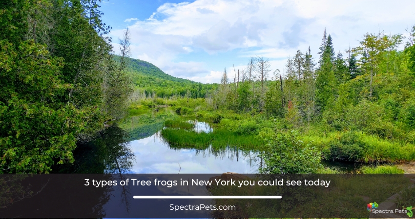 The 3 Types Of Tree Frogs In New York You Could See Today