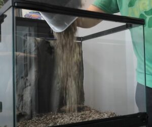 Dart Frog Habitat Setup Guide: [A Complete Catalog]