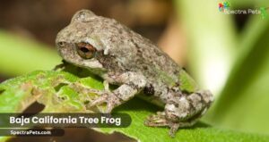 Do Tree Frogs Make Sounds: [Melodious Or Metallic?]