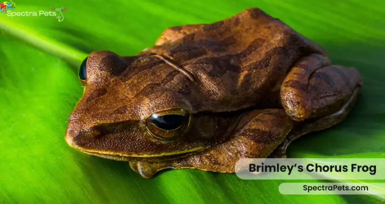 Do Tree Frogs Make Sounds: [Melodious Or Metallic?]