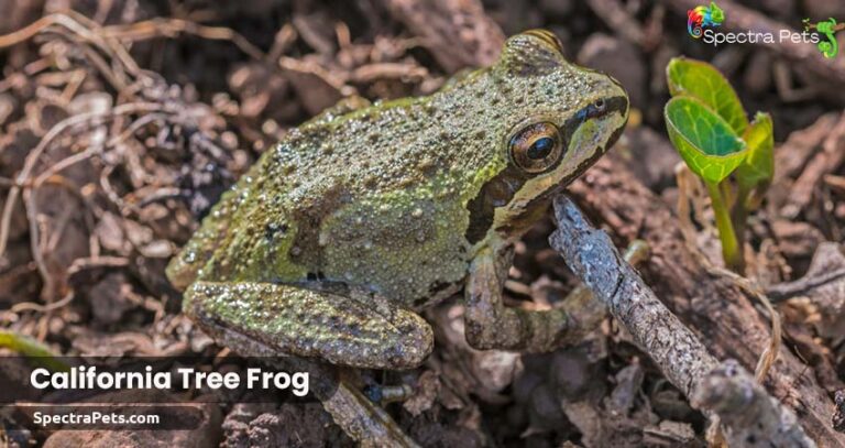 Do Tree Frogs Make Sounds: [Melodious Or Metallic?]