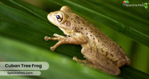 Do Tree Frogs Make Sounds: [Melodious Or Metallic?]