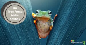 Do Tree Frogs Make Sounds: [Melodious Or Metallic?]