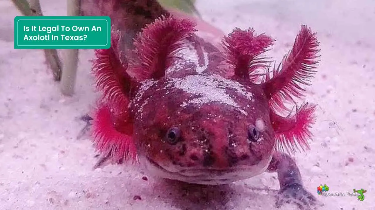 Is It Legal To Own An Axolotl In Texas is-it-legal-to-own-an-axolotl-in-texas