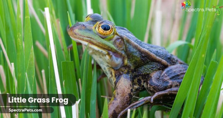 Do Tree Frogs Make Sounds: [Melodious Or Metallic?]