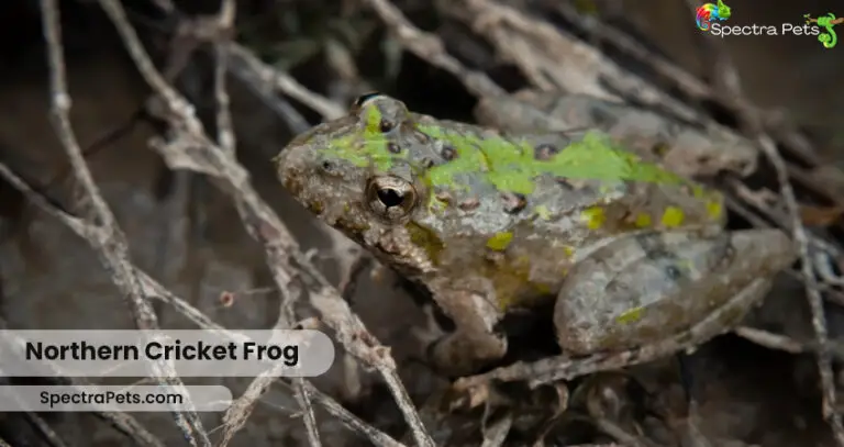 Do Tree Frogs Make Sounds: [Melodious Or Metallic?]