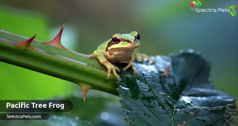 Do Tree Frogs Make Sounds: [Melodious Or Metallic?]