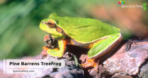 Do Tree Frogs Make Sounds: [Melodious Or Metallic?]
