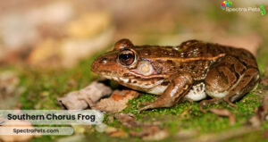 Do Tree Frogs Make Sounds: [Melodious Or Metallic?]