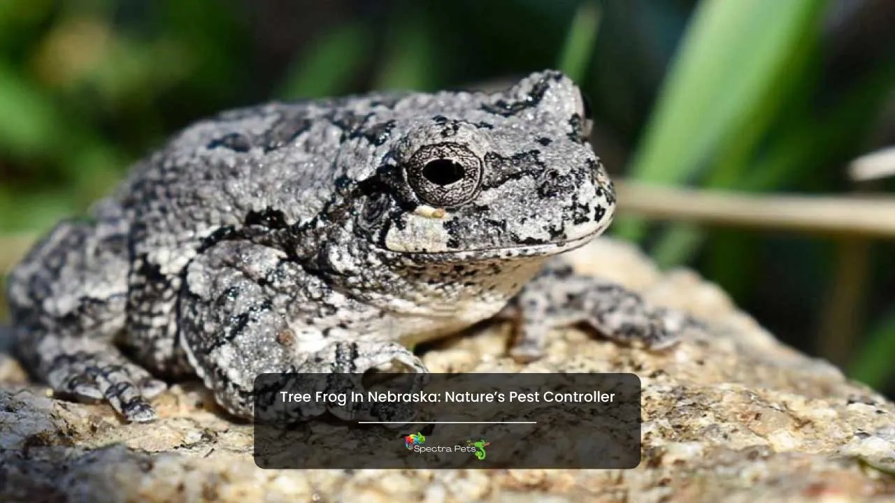 Tree Frog In Nebraska: Nature's Pest Controller
