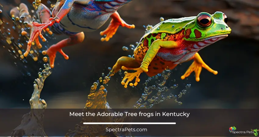 Meet The Adorable Tree Frogs In Kentucky