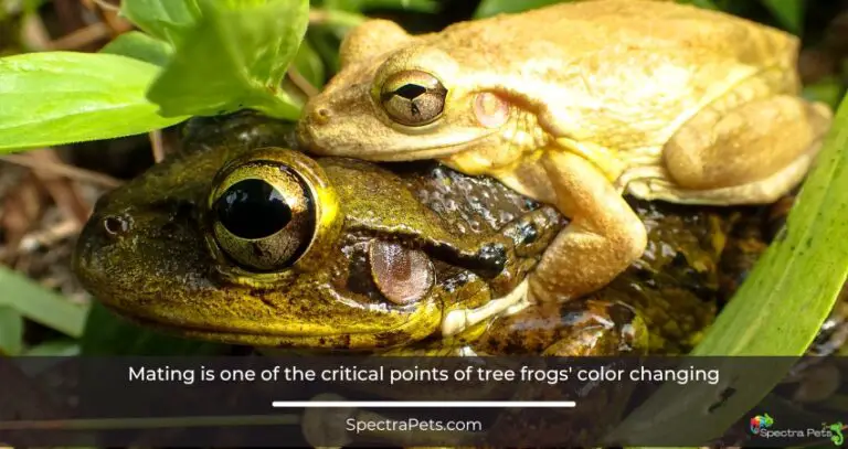 Do Tree Frogs Change Color? Myth Or Reality?
