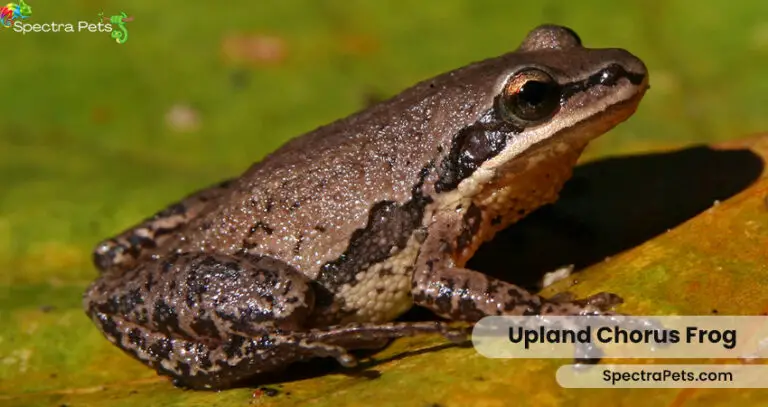 Do Tree Frogs Make Sounds: [Melodious Or Metallic?]