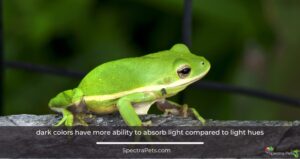 Do Tree Frogs Change Color? Myth Or Reality?