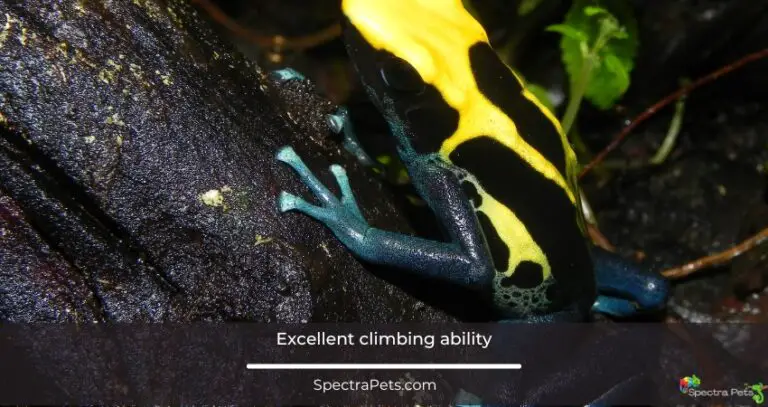 Poison Dart Frog Adaptation: Their Ultimate Survival Strategy