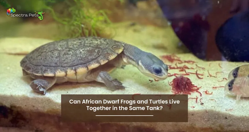 Can African Dwarf Frogs Live With Turtles In The Same Tank?